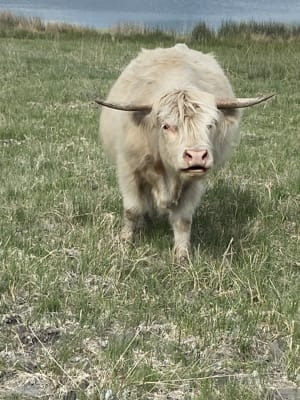 Farm animals knowledge test - Test | Quotev