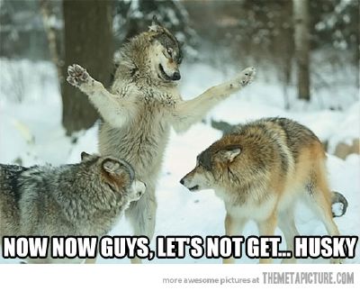 The Ultimate Wolf quiz! - Quiz | Quotev