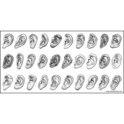 What does your personality say about your ears? - Quiz | Quotev