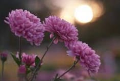 Published | Iris | Quotev