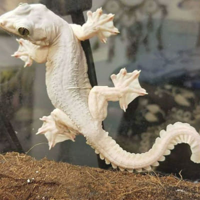 Become a princess and I’ll give you your mythical spirit animal. - Quiz ...