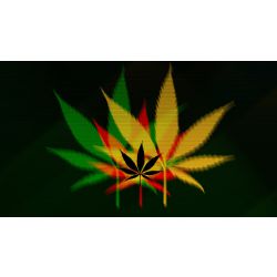 What kind of stoner are you? - Quiz | Quotev