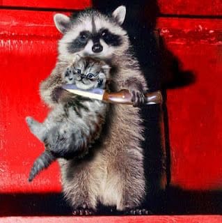 Raccoon Gang | Quotev