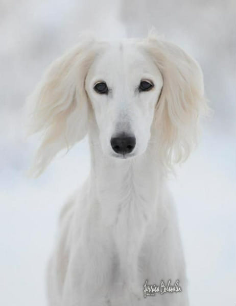 Le Chien Gaufré | Quotev