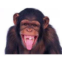What animal are you most like - Quiz | Quotev