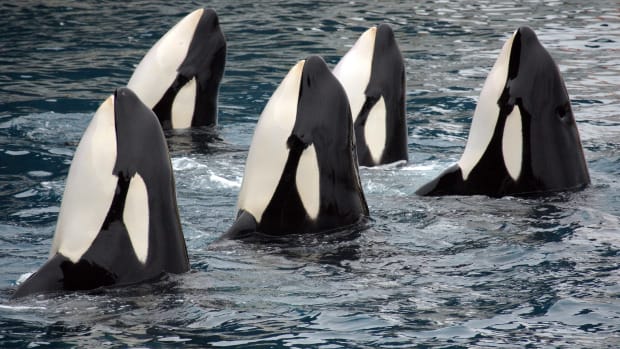 What is your ocean spirit animal? - Quiz | Quotev