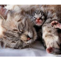 Your warrior cat kit - Quiz | Quotev