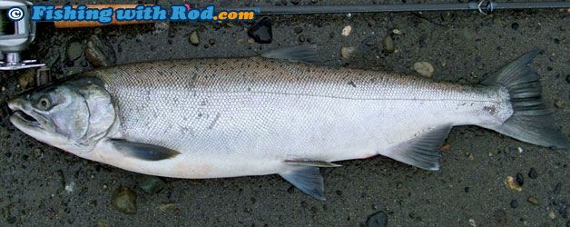 Pacific Salmon Identification - Test | Quotev
