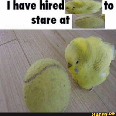 Which Borb Are You? | 100% Legit - Quiz | Quotev