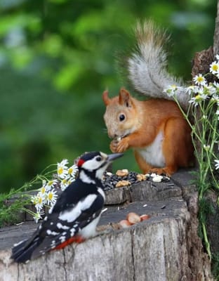 What animal are you most like? - Quiz | Quotev