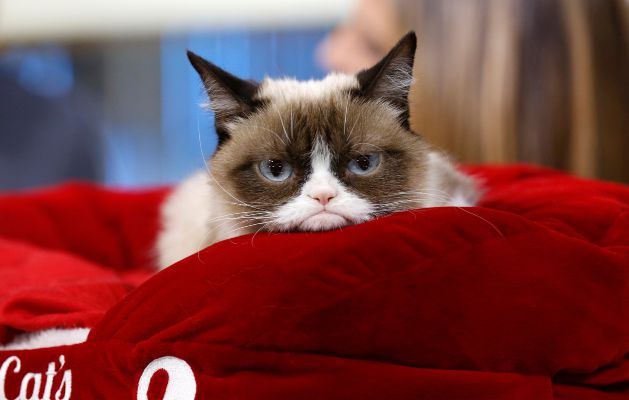 How Much Do You Know About Grumpy Cat Test how-much-do-you-know-about-grumpy-cat-test
