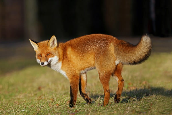 Could you be a...red fox therian? - Quiz | Quotev