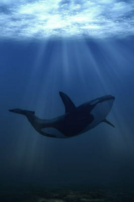 What is your ocean spirit animal? - Quiz | Quotev