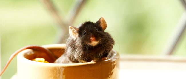 So, you want a mouse? - Quiz | Quotev