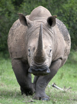 Animal Face Off - Survey | Quotev