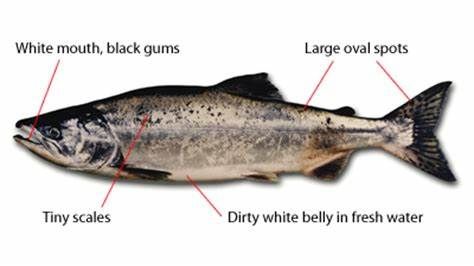 Pacific Salmon Identification - Test | Quotev