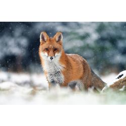 Foxkin Poll - Survey | Quotev