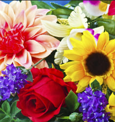Pick a flower and get it's meaning - Quiz | Quotev