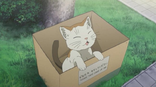 Make Choices and Get an Inanimate Pet - Quiz | Quotev