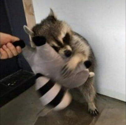 Pick some aesthetic raccoon pictures and get a MHA lover - Quiz | Quotev