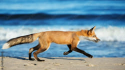 You're life as A fox - Survey | Quotev