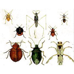 What's your spirit insect? - Quiz | Quotev