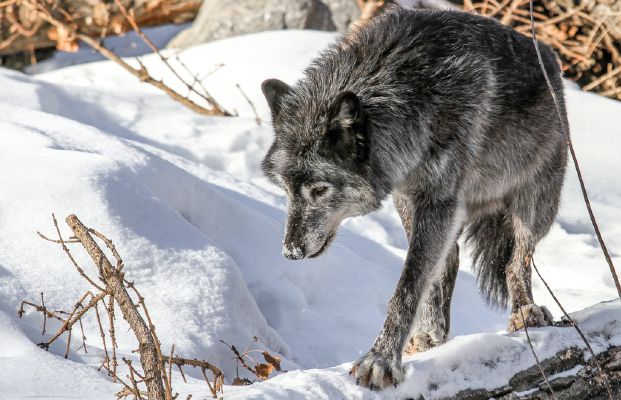 What's You're Battalion Wolf Story? - Quiz | Quotev