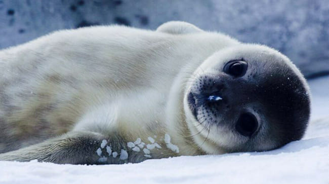 What is your ocean spirit animal? - Quiz | Quotev