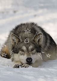 Therian test - Quiz | Quotev