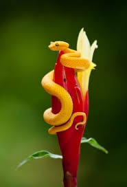 Venomous Lemon Snake | Quotev