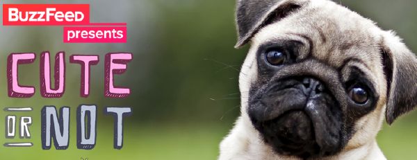 Cute or Not Cute? - Survey | Quotev