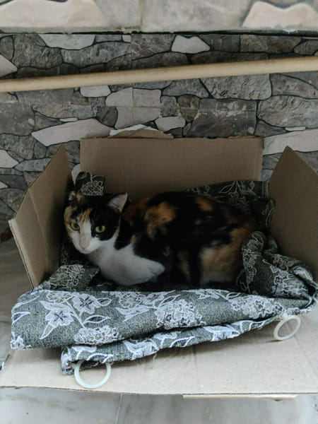 Arika the cat | Quotev