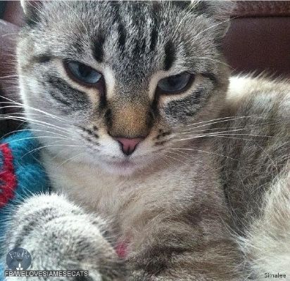 Know Your Cat Breeds (Easy To Hard) - Test | Quotev