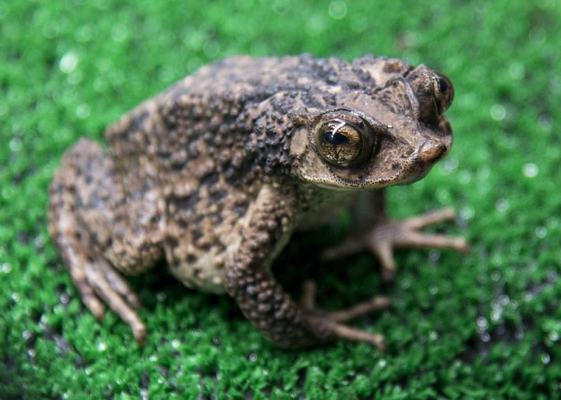 The Salty Toad | Quotev