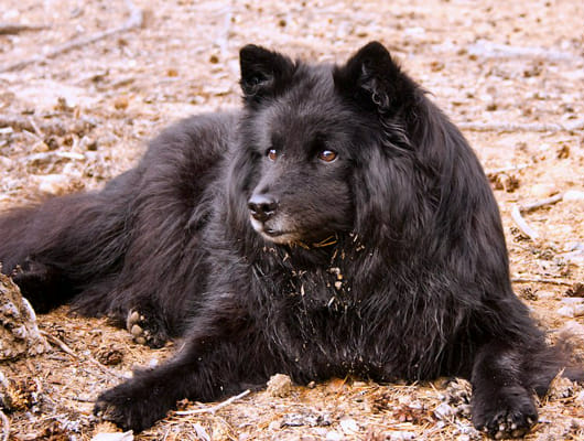 Guess these dog breeds - Test | Quotev