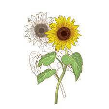 sunflower | Quotev