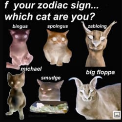 Bingus Boingus which cat are you? - Quiz | Quotev