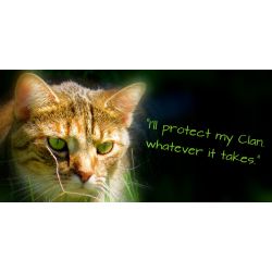 Warriors series which windclan cat are you ? - Quiz | Quotev