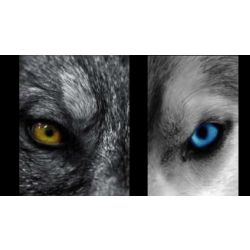 Are you an Alpha or an Omega? - Quiz | Quotev