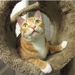 Do you know if these cat facts are true or false? - Quiz | Quotev