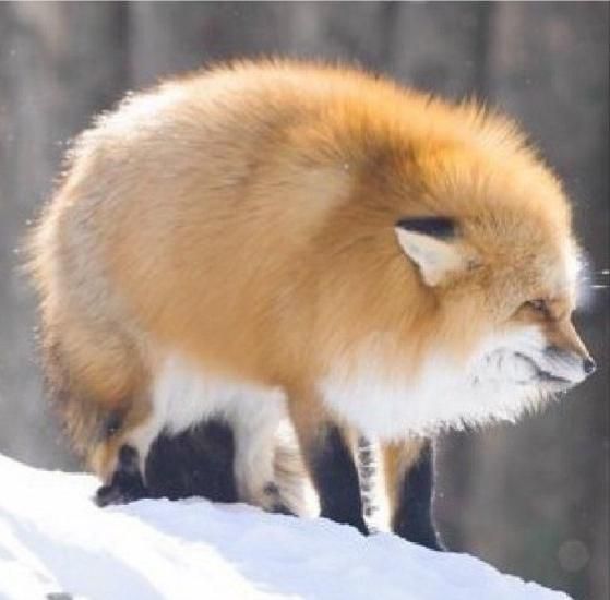 How floofy is your fox self? UwU - Quiz | Quotev