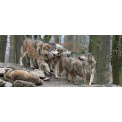 What is your role in a wolf pack? - Quiz | Quotev