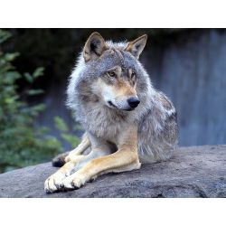 Werewolf quiz! - Quiz | Quotev