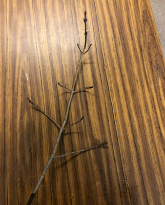 Deciduous Plant Material #1 practice quiz - Test | Quotev
