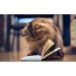 Can you guess the book this character came from? - Test | Quotev