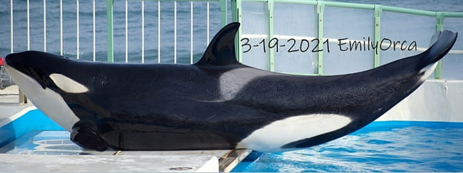 Name The Orca (Ultimate Edition) - Test | Quotev