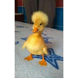 Would You Rather: Random Edition - Quiz | Quotev