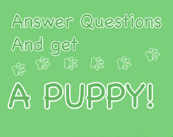 Answer some questions and get a puppy! - Quiz | Quotev