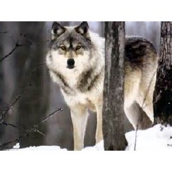 Which Spirit Follows You? - Quiz | Quotev