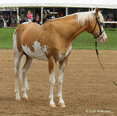 build your dream horse! - Survey | Quotev